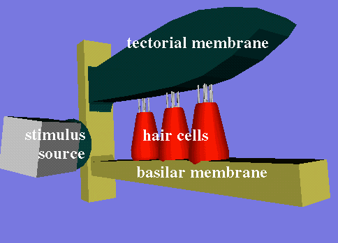 Basilar Membrane Animation